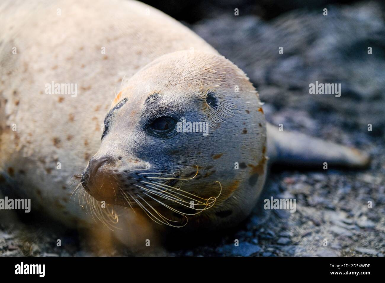Seal in Senhoshi Misaki Park, Rishiri Town, Hokkaido Prefecture, Japan ...