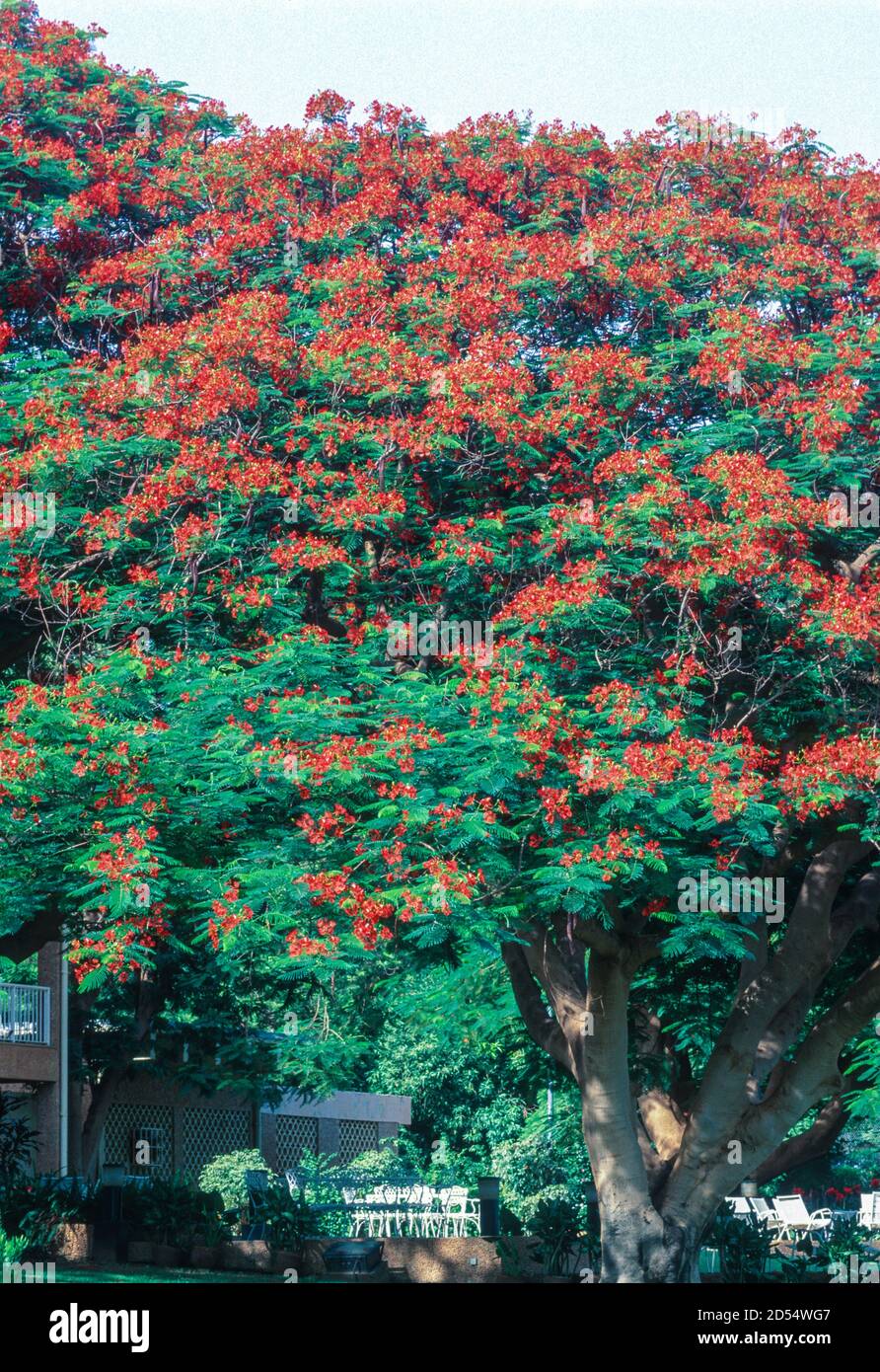 Flame Tree (Flamboyant) in Bloom, Delonix Regia. Niamey, Niger Stock ...