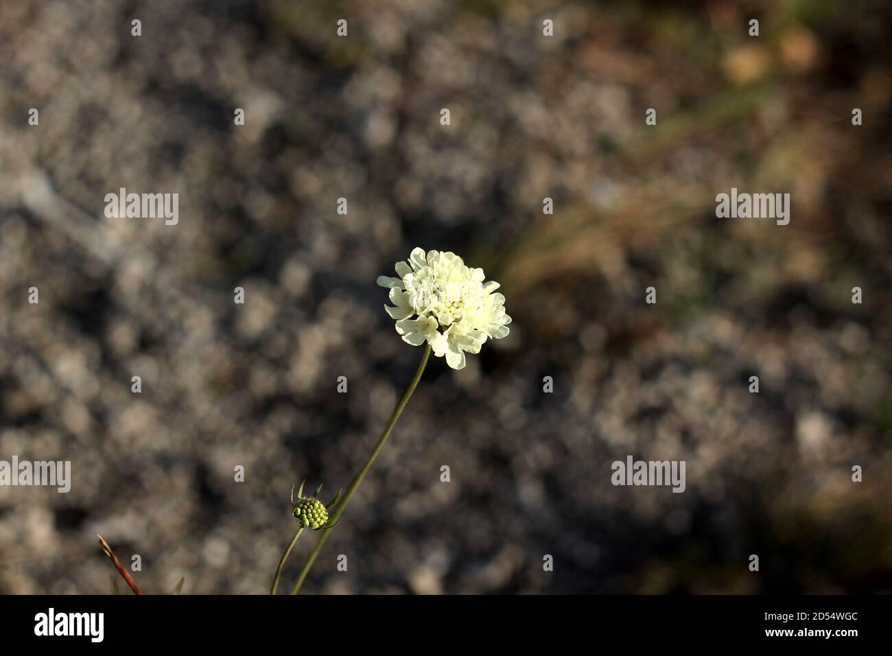 A single white flower hi-res stock photography and images - Alamy