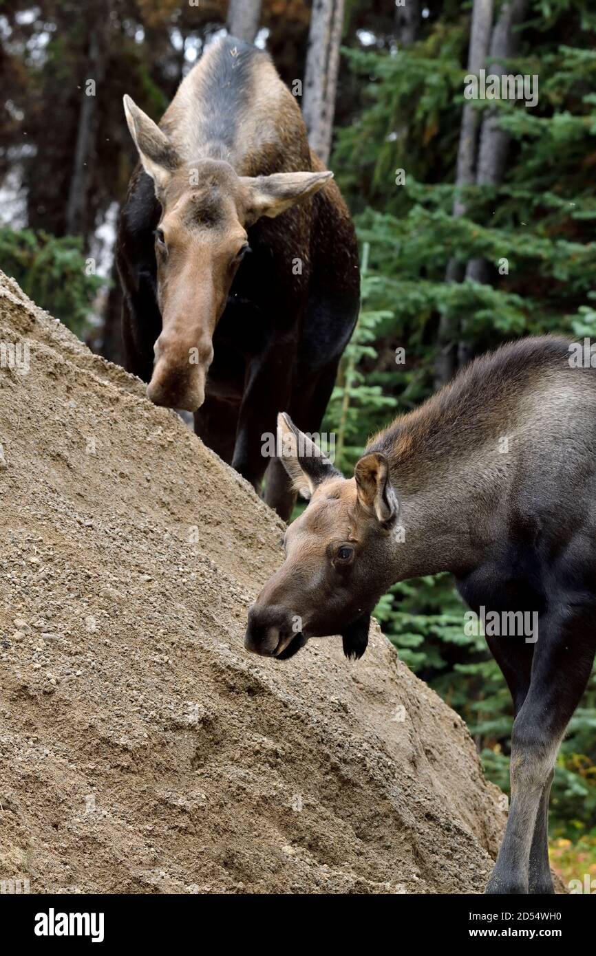Calf moose hi-res stock photography and images - Alamy