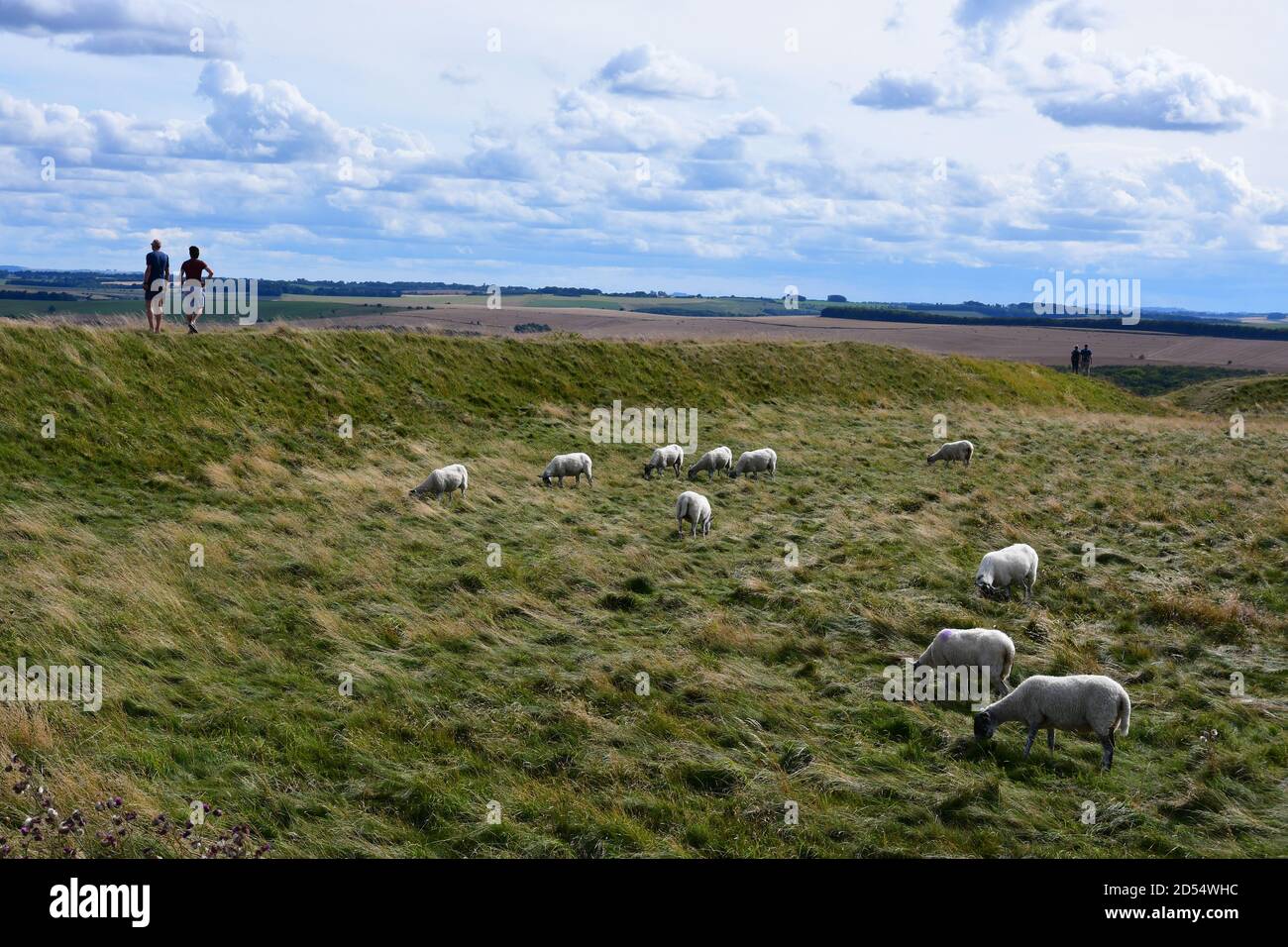 Sheep at Uffington Castle, an Iron Age Hill Fort, Oxfordshire, UK Stock ...