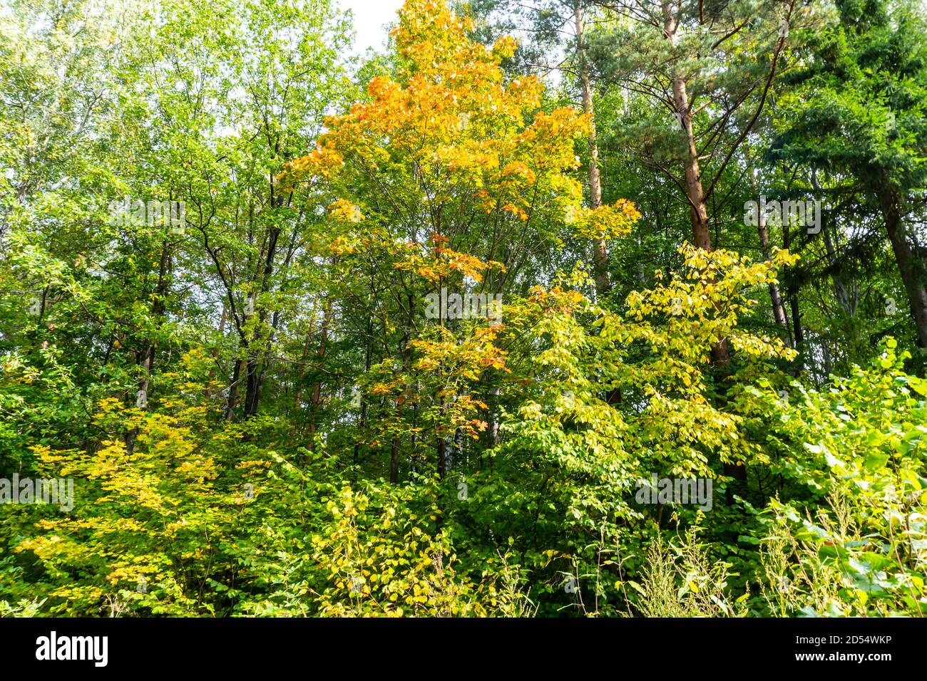 beautiful autumn forest in September, can be used for backgrounds ...