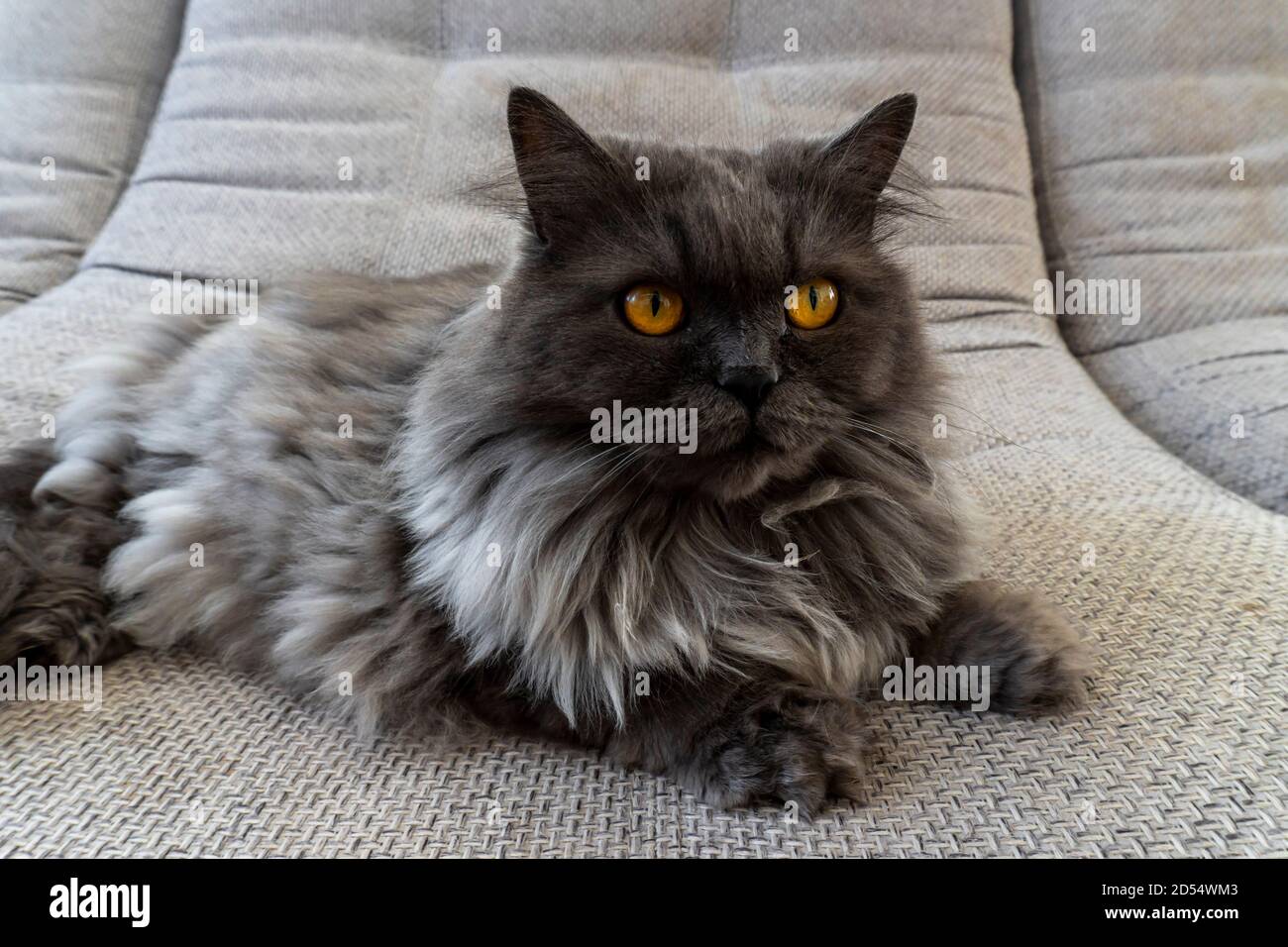Beautiful gray fluffy cat can be used for backgrounds, cards, notebook ...