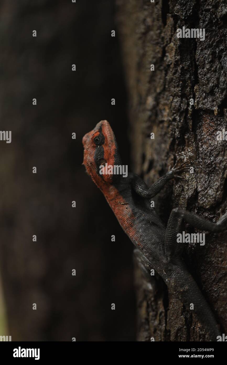 Oriental garden lizard male hi-res stock photography and images - Alamy