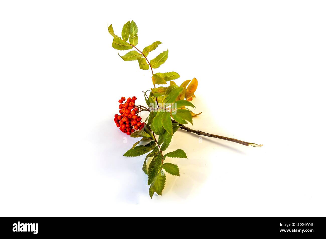 Isolated on white background rowan branch with red berries Stock Photo ...