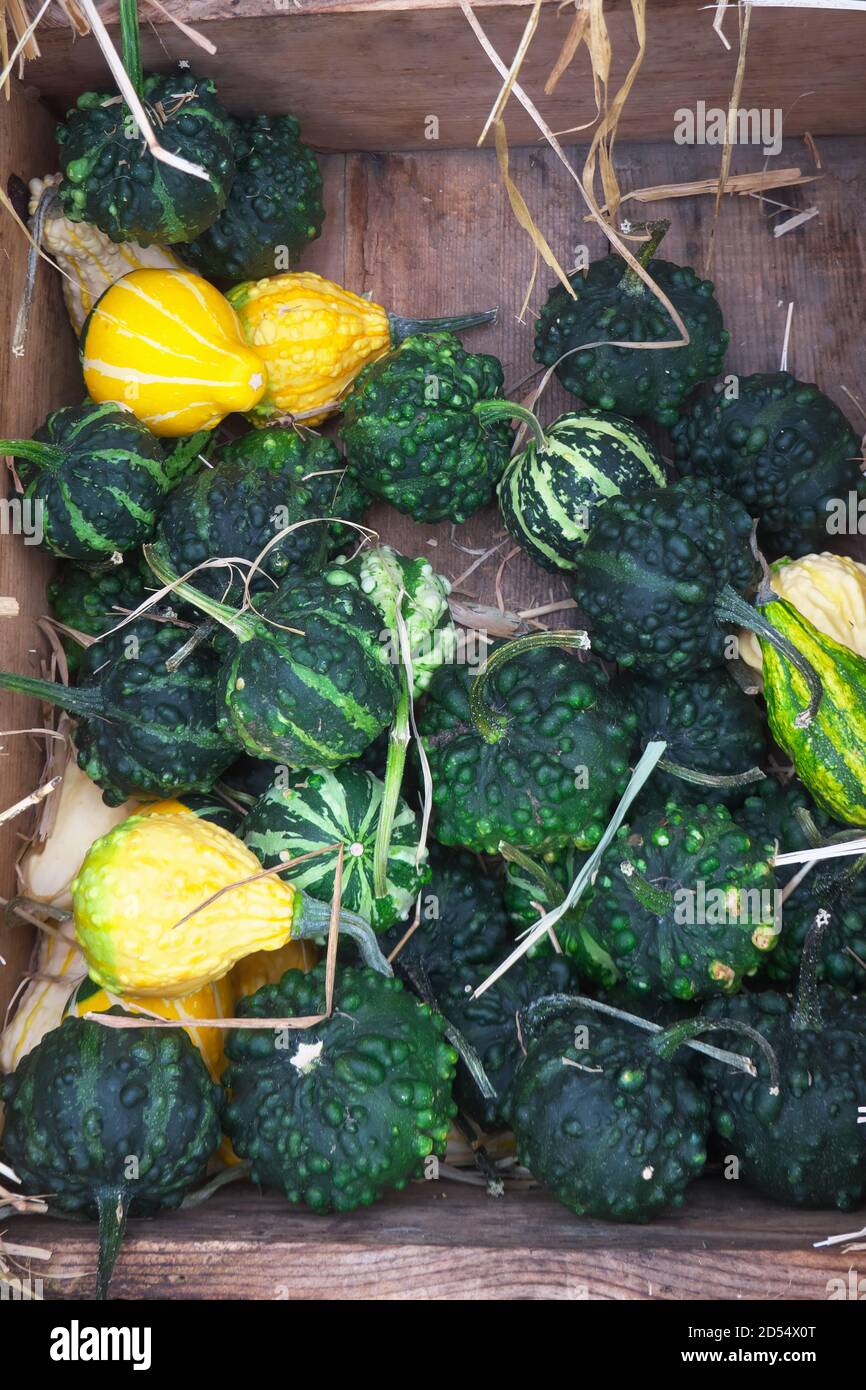 Green gourds hi-res stock photography and images - Alamy