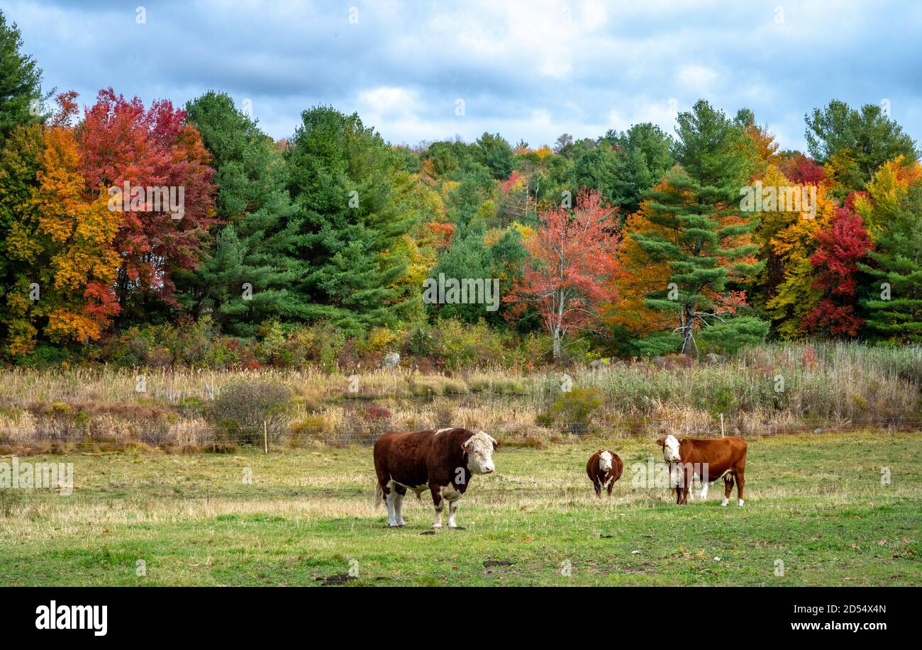 Connecticut, USA, 12 October 2020. Cows grazing against foliage in a ...