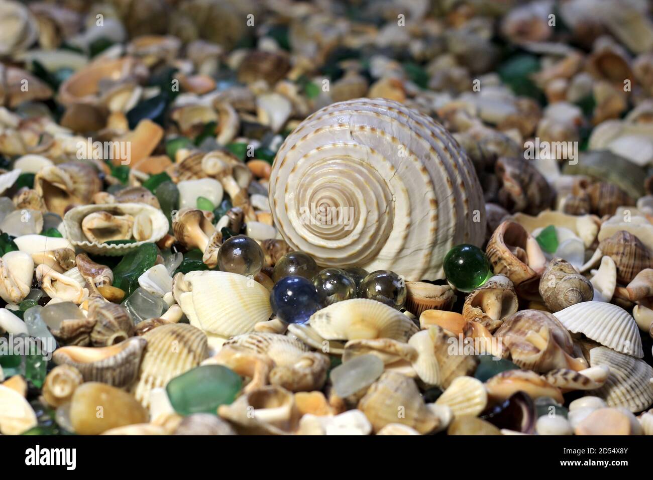 Multicolored seashells hi-res stock photography and images - Alamy
