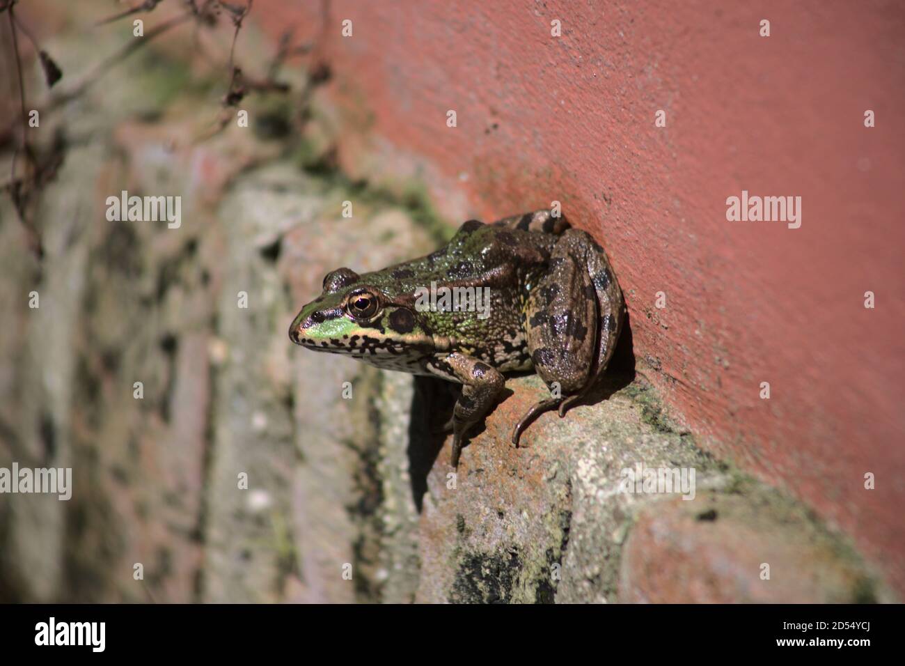 Closeup of a toad sitting on the wall and watching the prey Stock Photo ...