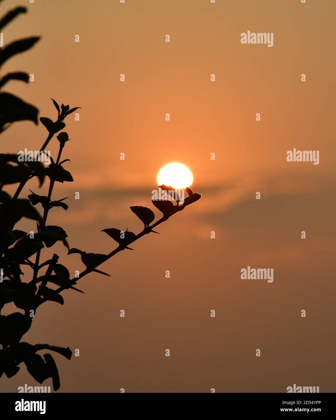 Photo of a Plant with sunset background Stock Photo - Alamy