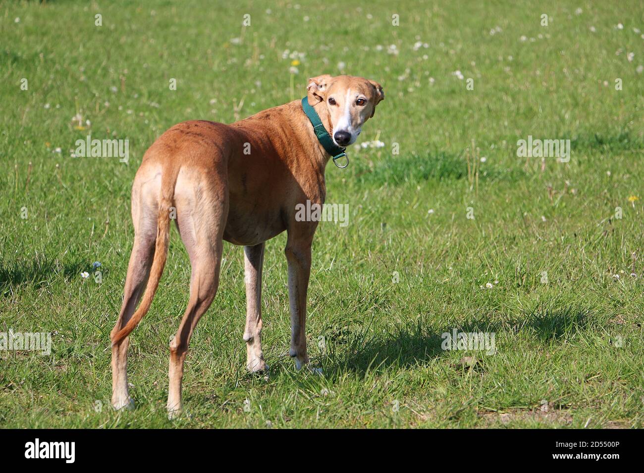 Adorable greyhound dog running in a beautiful green field at daytime ...
