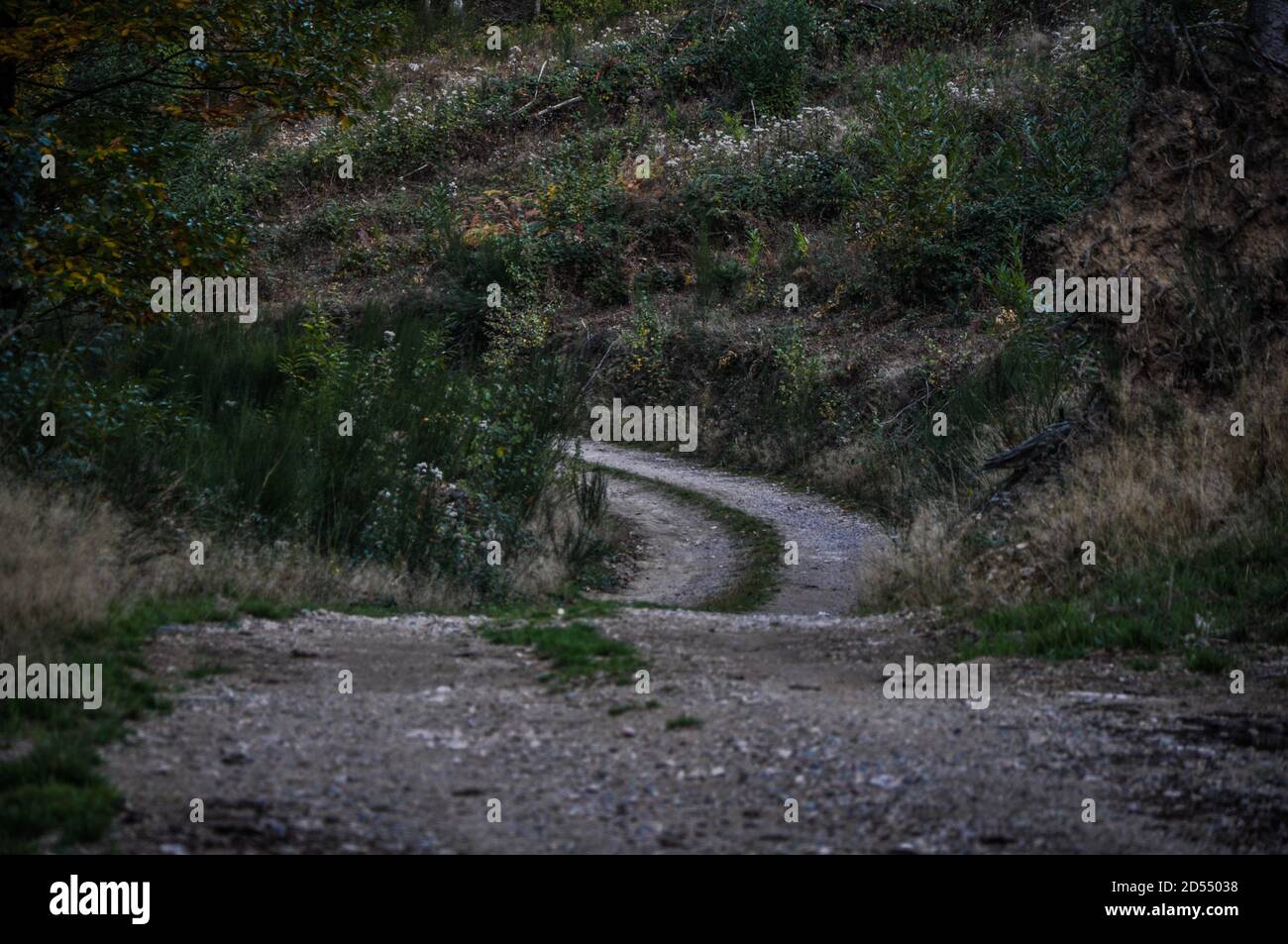 Curved dirt path lined with grasses bushes in the late afternoon Stock ...