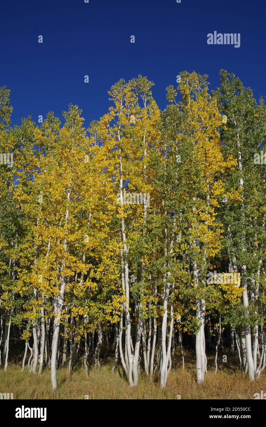 Quaking aspen utah hi-res stock photography and images - Alamy
