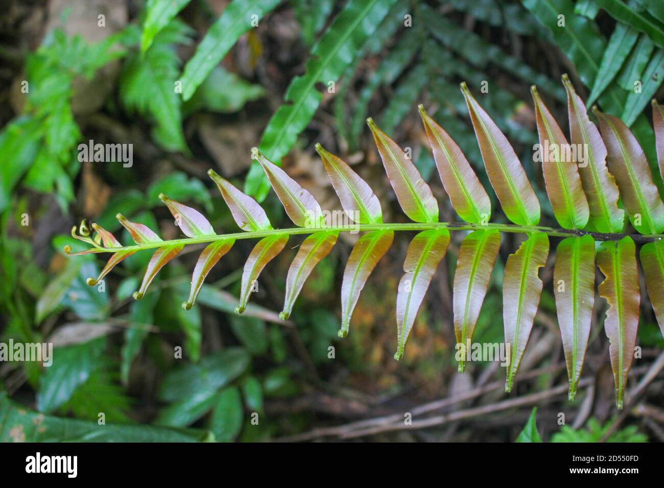 Athyriaceae hi-res stock photography and images - Alamy