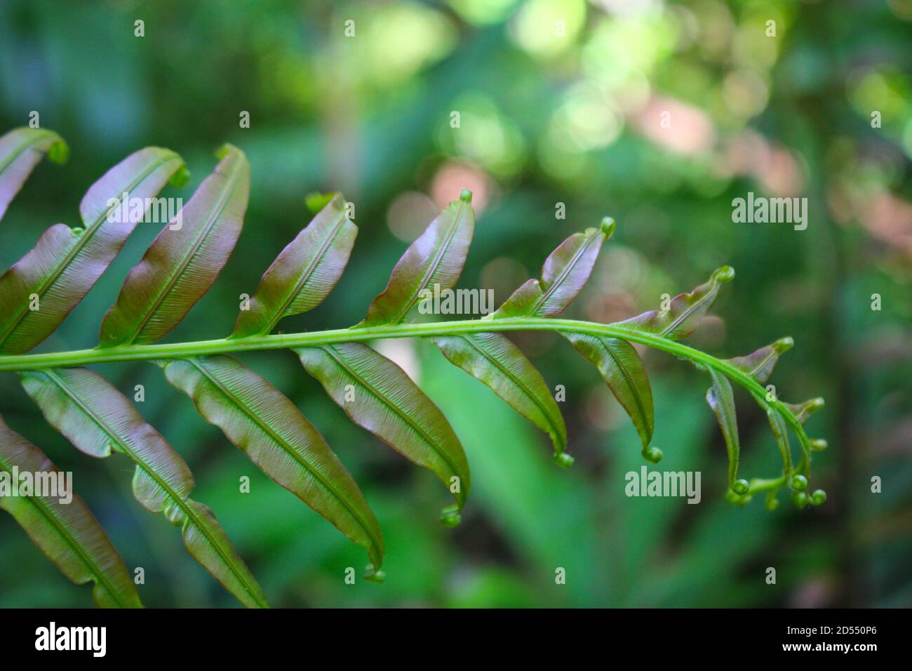 Athyriaceae leaves hi-res stock photography and images - Alamy
