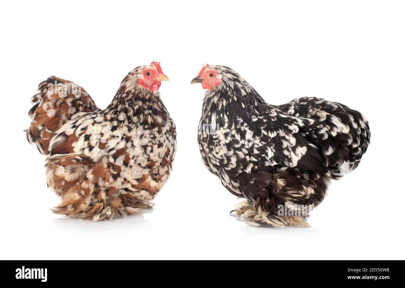 Pekin Bantam in front of white background Stock Photo - Alamy