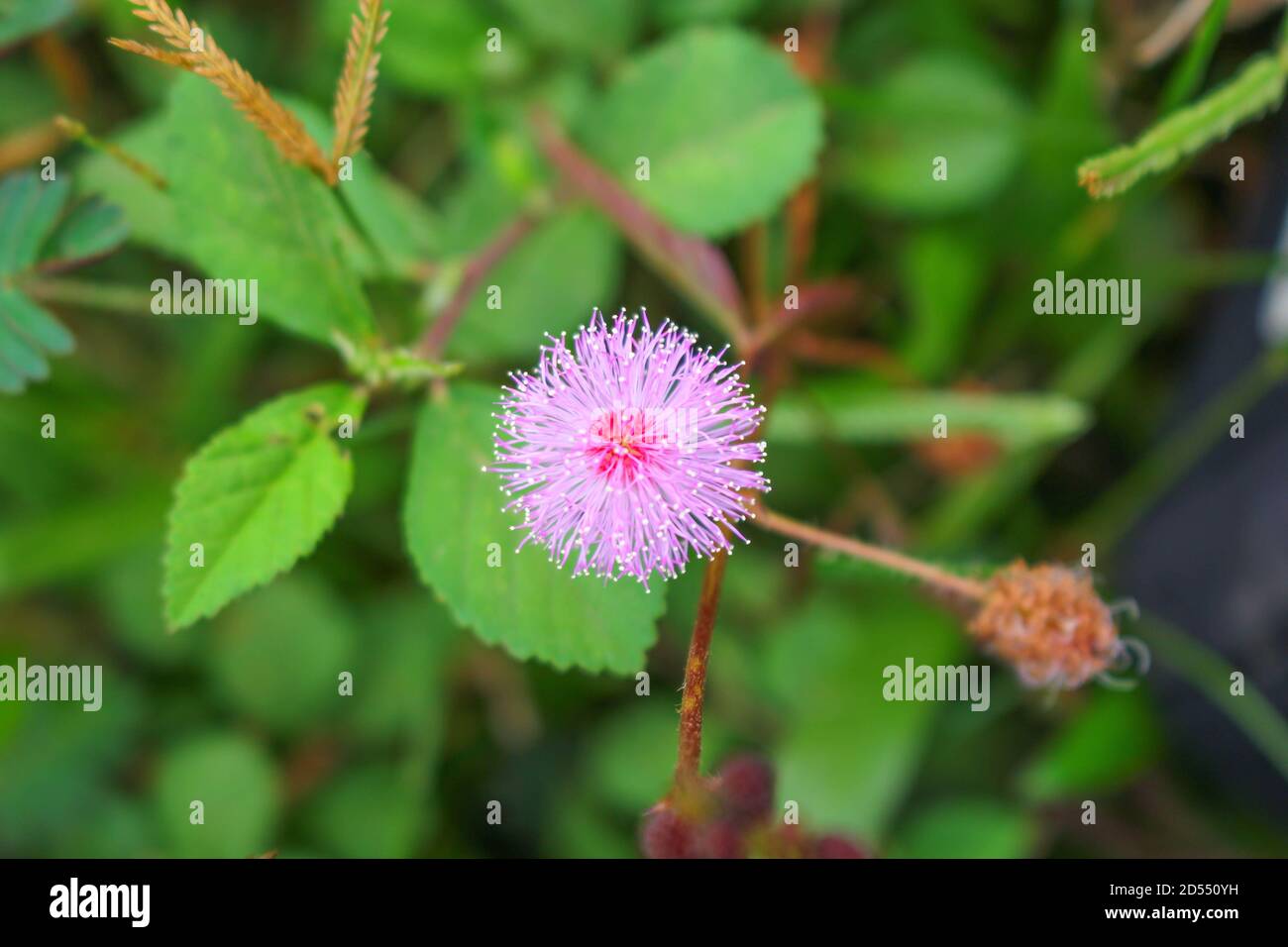 touch-me-not tree or sensitive plant Flowers,shem plants on blur ...