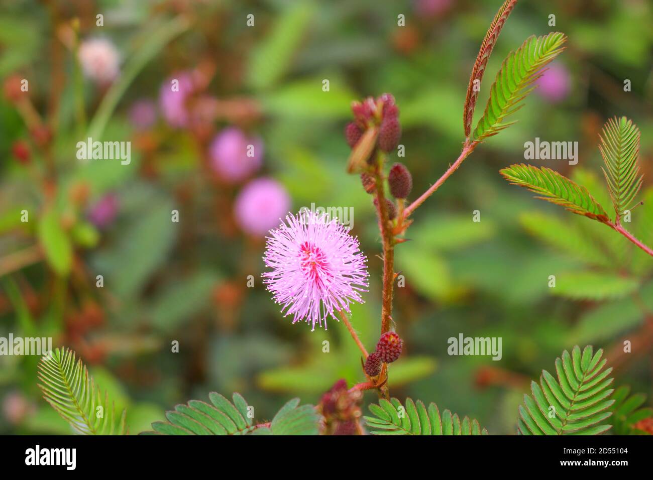 touch-me-not tree or sensitive plant Flowers,shem plants on blur ...