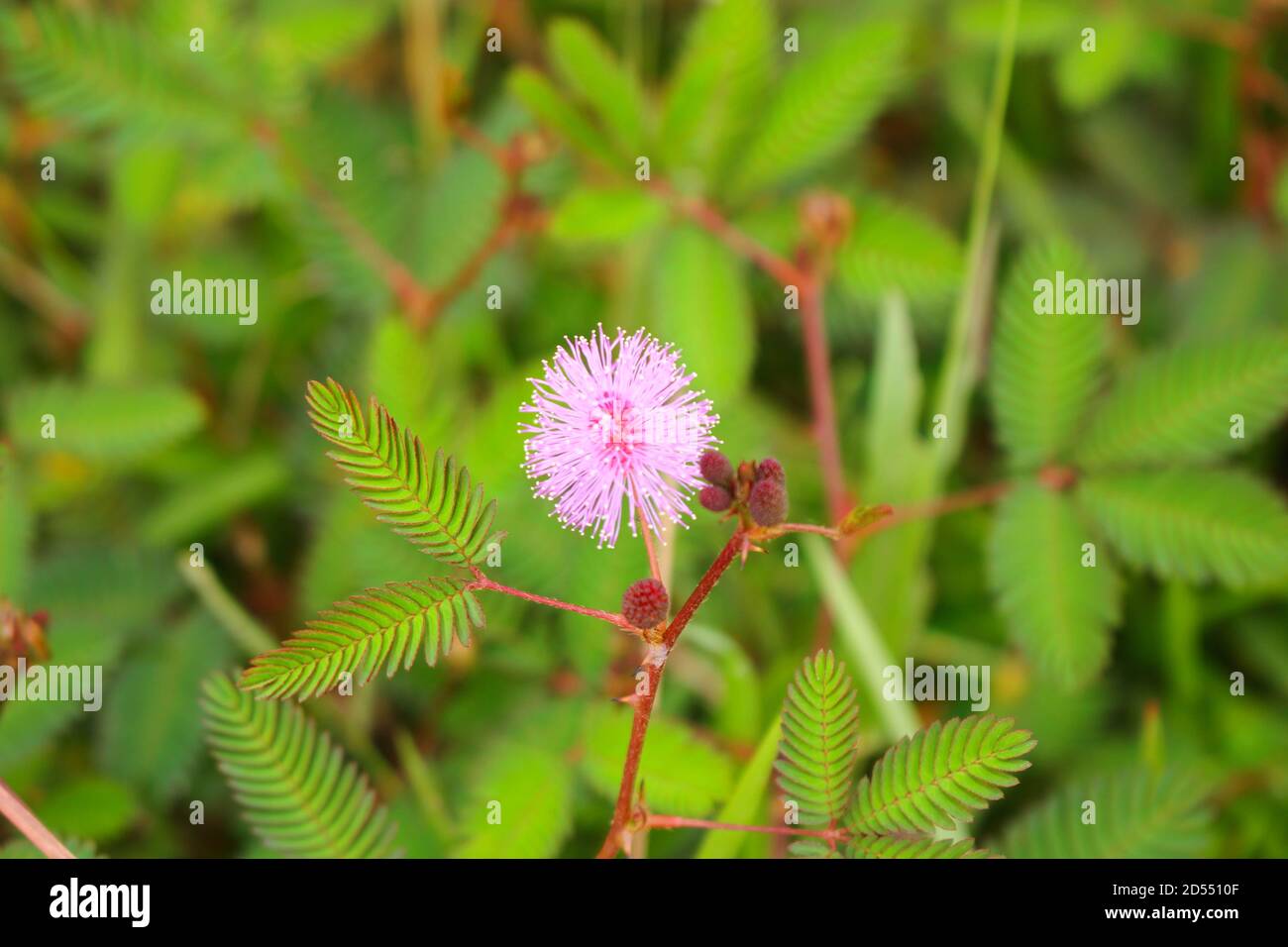 touch-me-not tree or sensitive plant Flowers,shem plants on blur ...