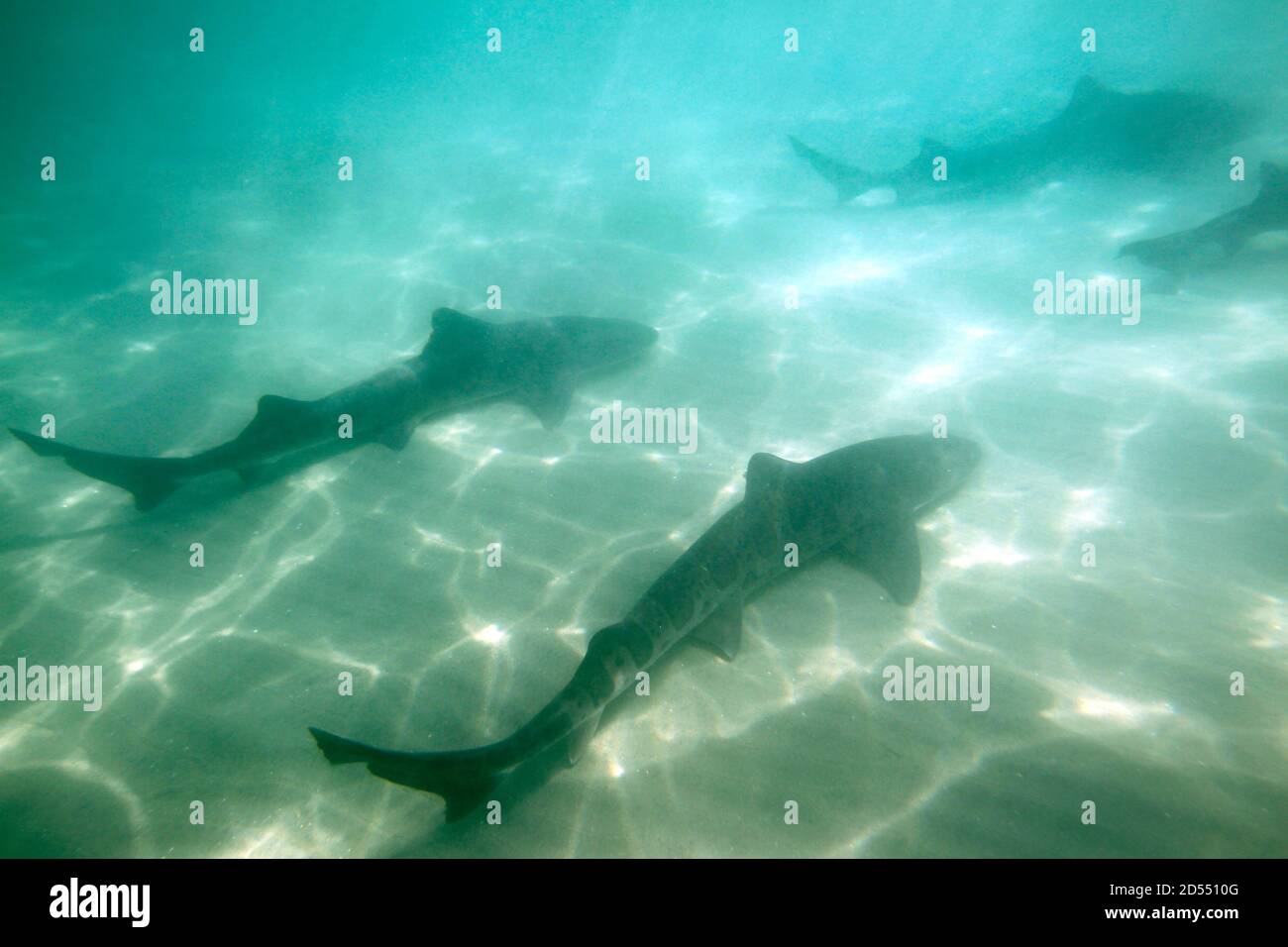 San Diego, California, USA. 12th Oct, 2020. Leopard sharks swim in the ...