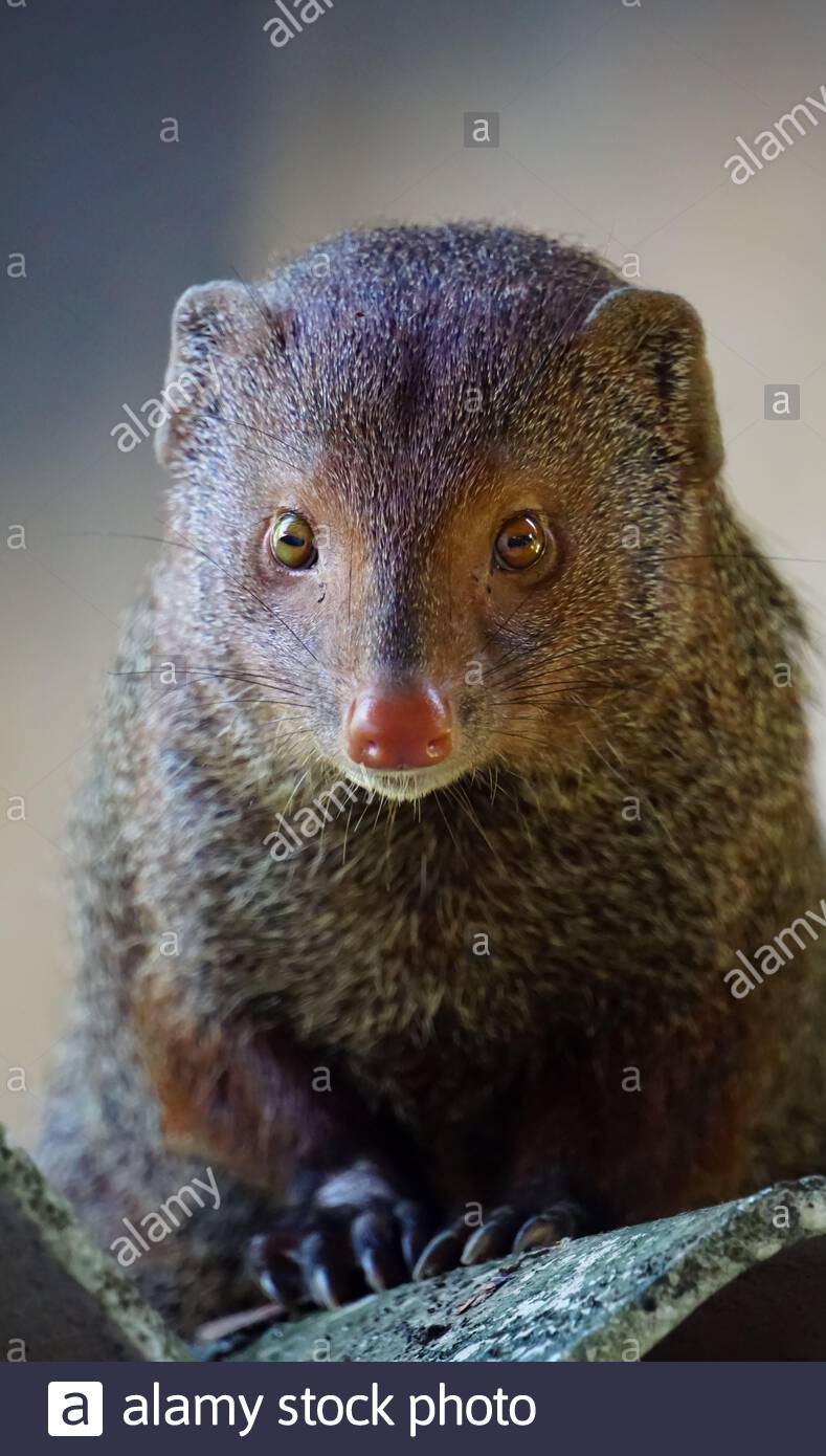 Indian Brown Mongoose High Resolution Stock Photography and Images - Alamy