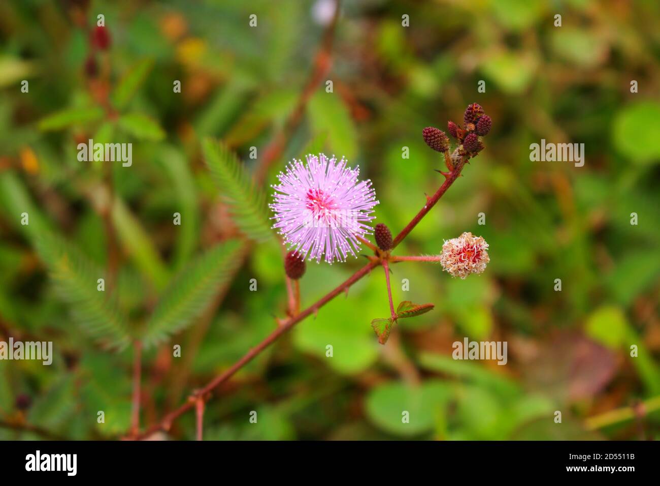 touch-me-not tree or sensitive plant Flowers,shem plants on blur ...