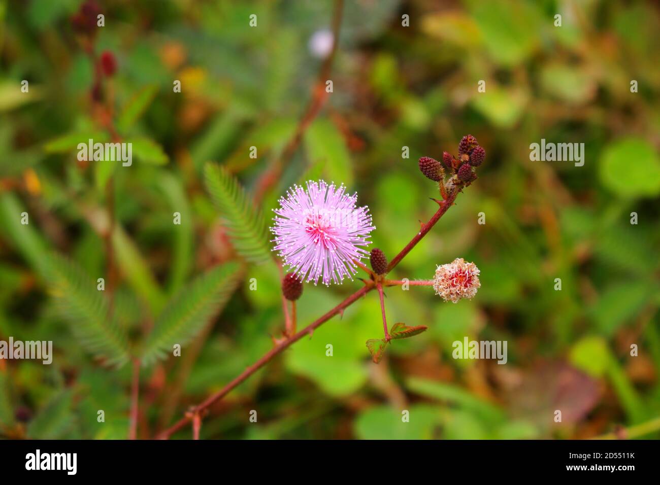touch-me-not tree or sensitive plant Flowers,shem plants on blur ...
