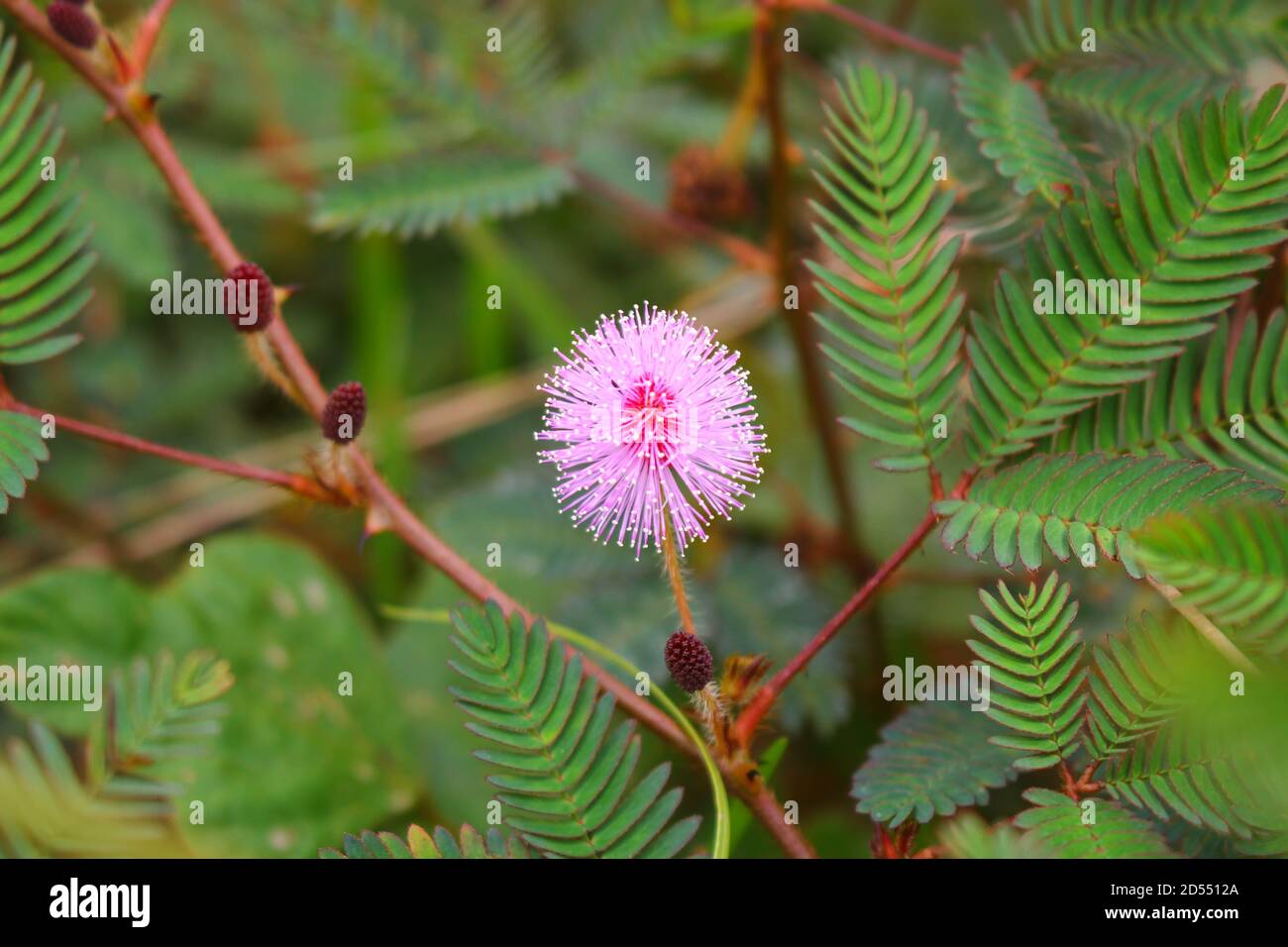 touch-me-not tree or sensitive plant Flowers,shem plants on blur ...
