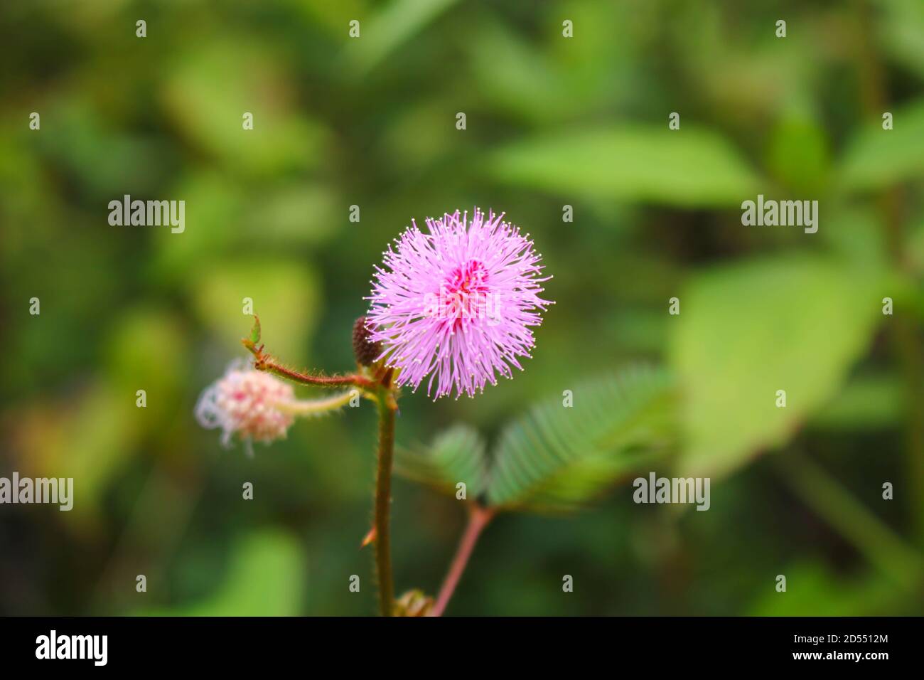 touch-me-not tree or sensitive plant Flowers,shem plants on blur ...