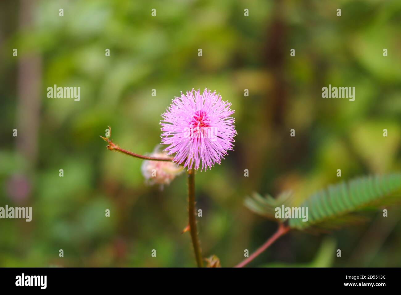 touch-me-not tree or sensitive plant Flowers,shem plants on blur ...