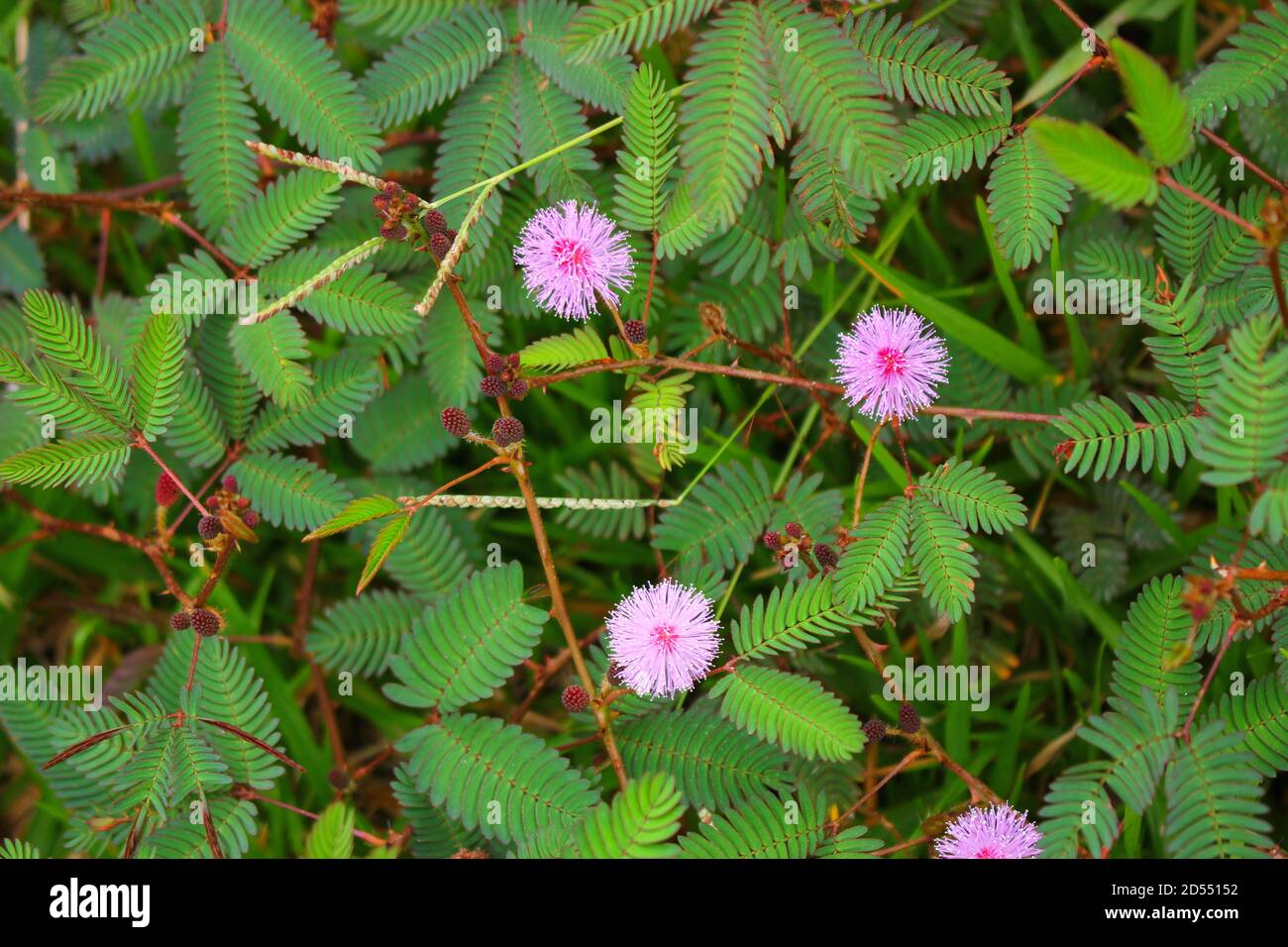 touch-me-not tree or sensitive plant Flowers,shem plants on blur ...