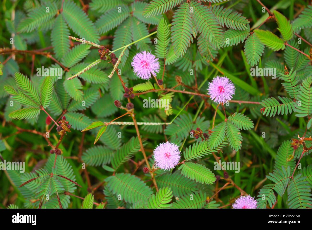 touch-me-not tree or sensitive plant Flowers,shem plants on blur ...