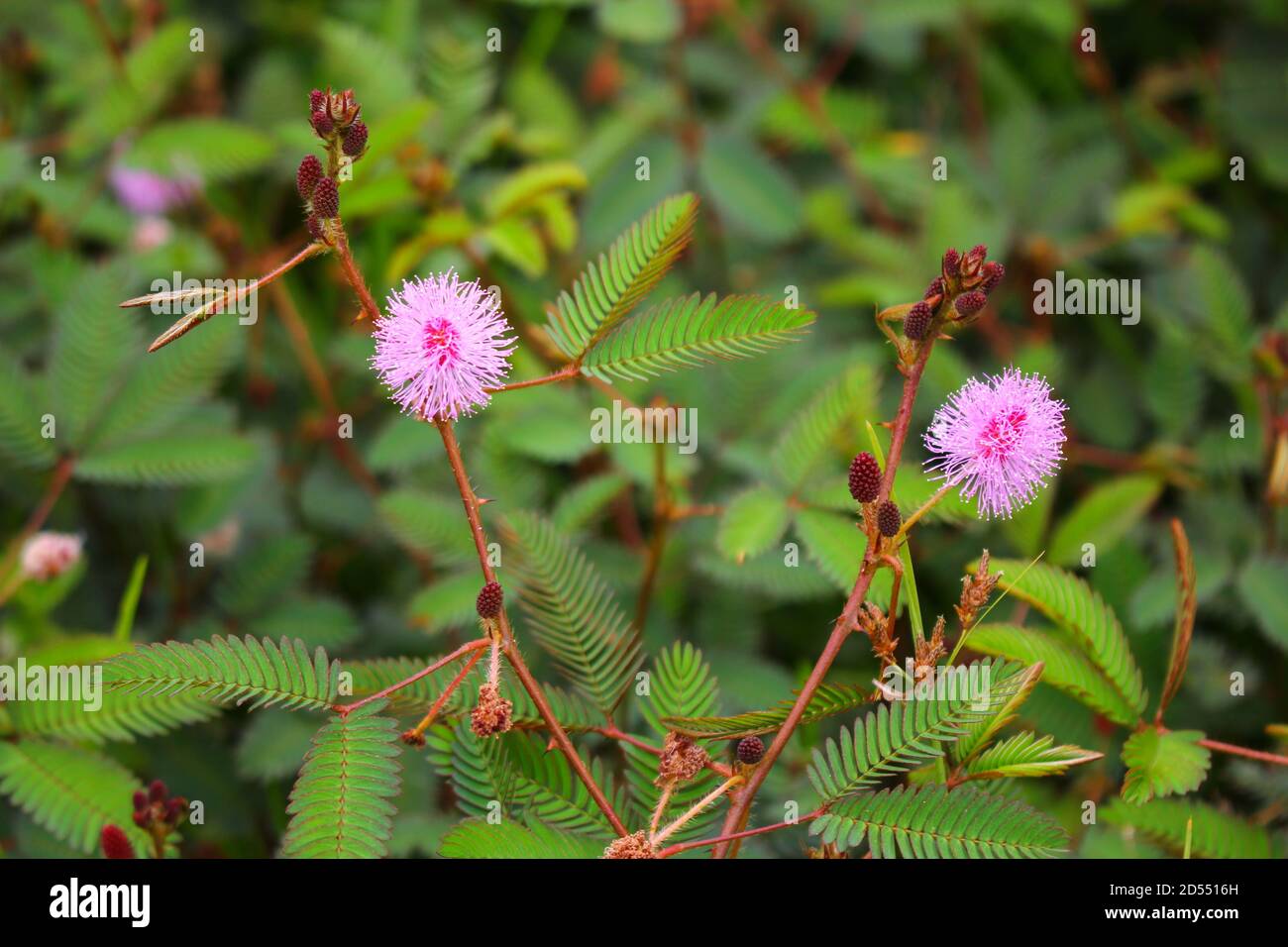touch-me-not tree or sensitive plant Flowers,shem plants on blur ...