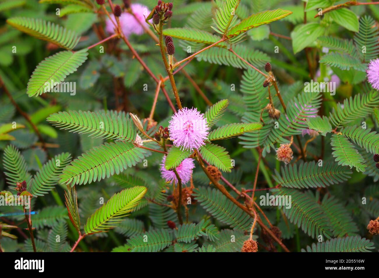 touch-me-not tree or sensitive plant Flowers,shem plants on blur ...