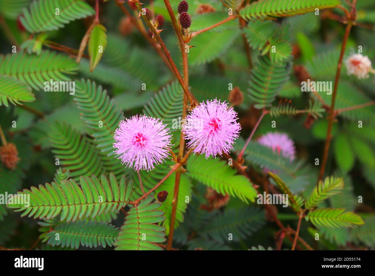 touch-me-not tree or sensitive plant Flowers,shem plants on blur ...