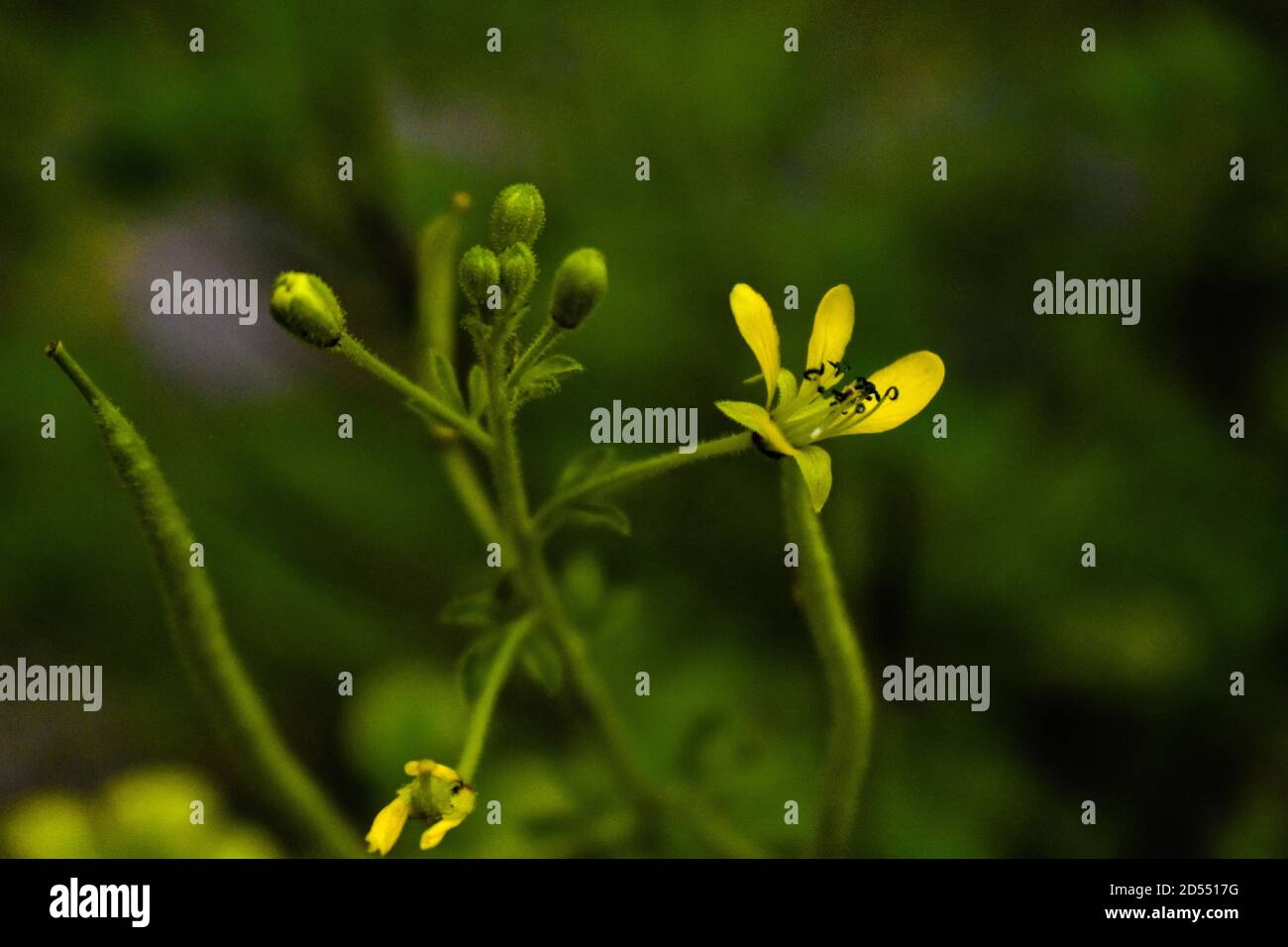 Lotus japonicus flower in yellow color with green leaves all around ...
