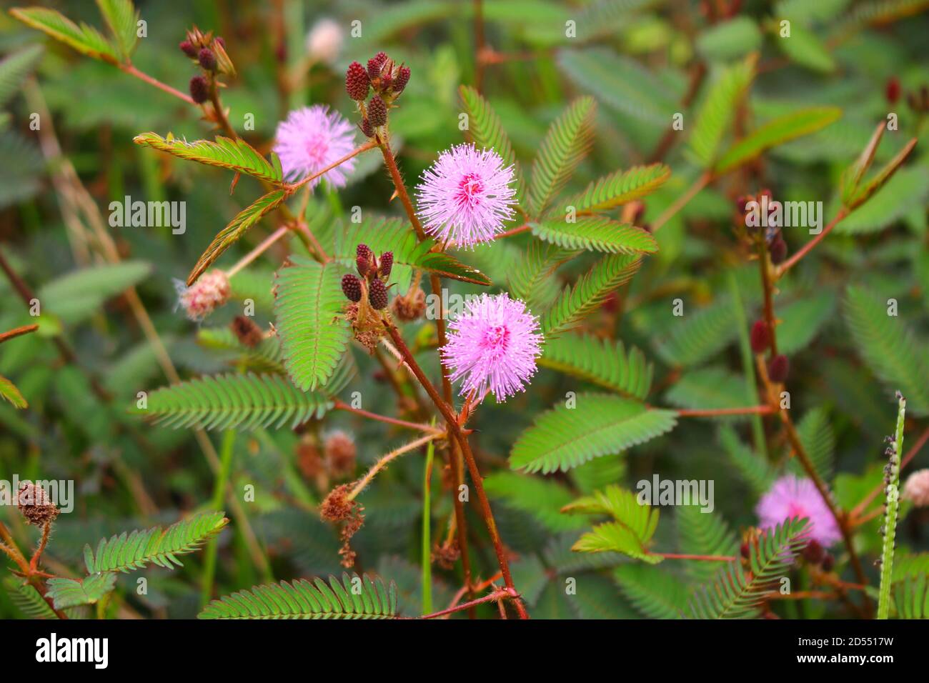 touch-me-not tree or sensitive plant Flowers,shem plants on blur ...