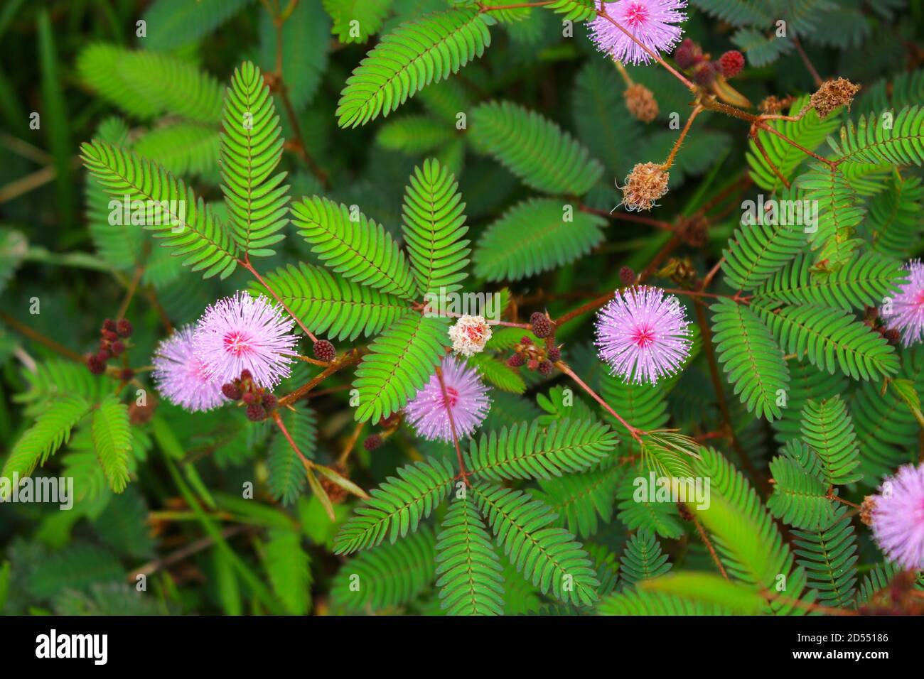 touch-me-not tree or sensitive plant Flowers,shem plants on blur ...