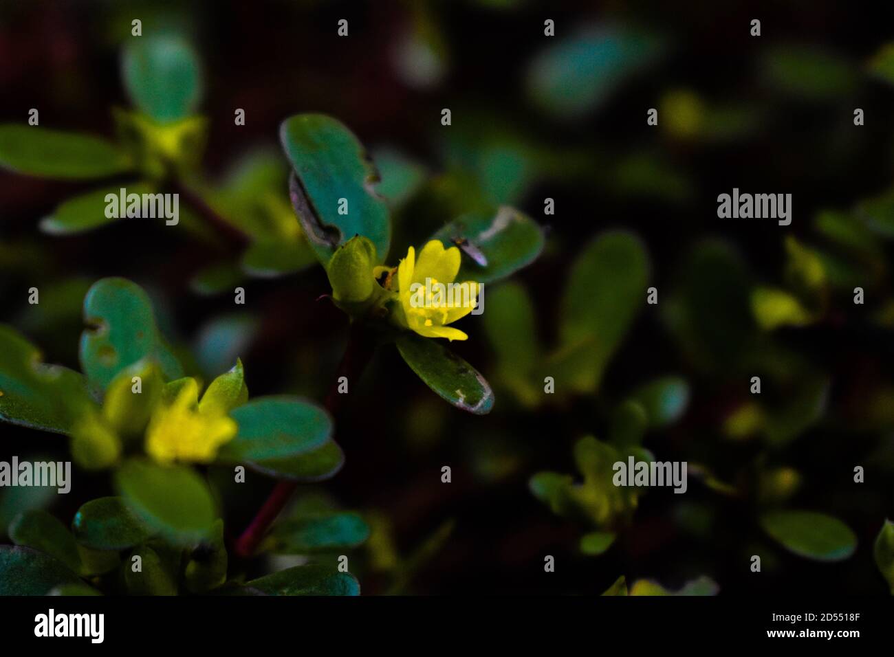 Lotus japonicus flower in yellow color with green leaves all around ...