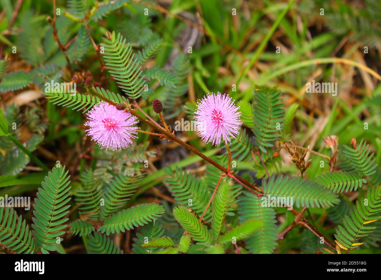 touch-me-not tree or sensitive plant Flowers,shem plants on blur ...