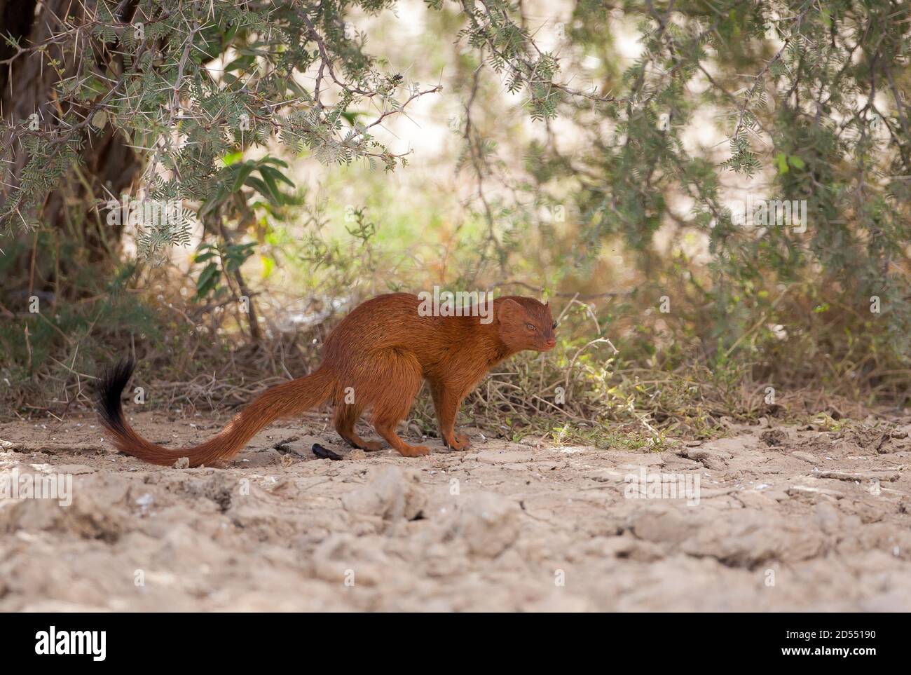 Stool defecate hi-res stock photography and images - Alamy