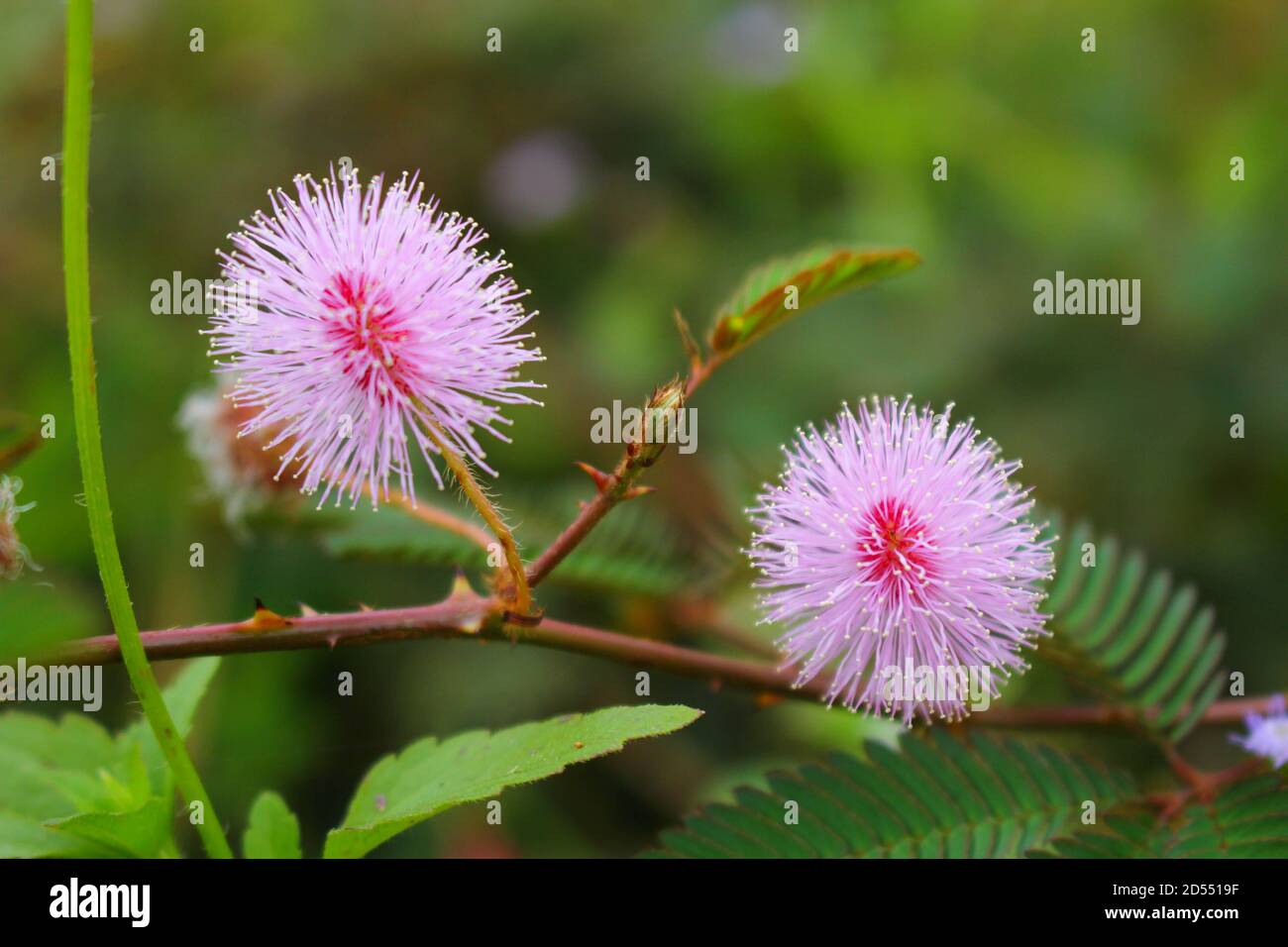 touch-me-not tree or sensitive plant Flowers,shem plants on blur ...