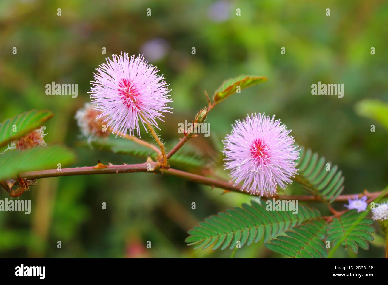 touch-me-not tree or sensitive plant Flowers,shem plants on blur ...