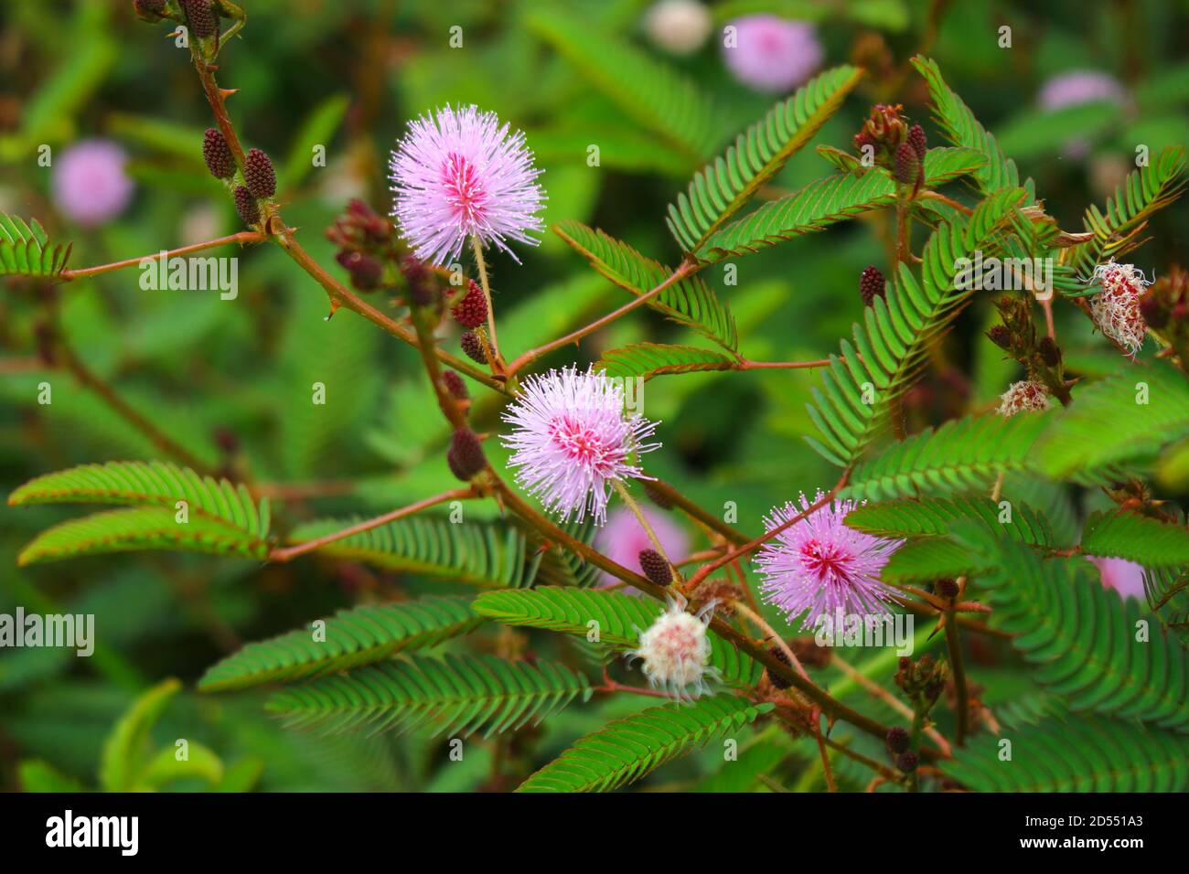 touch-me-not tree or sensitive plant Flowers,shem plants on blur ...
