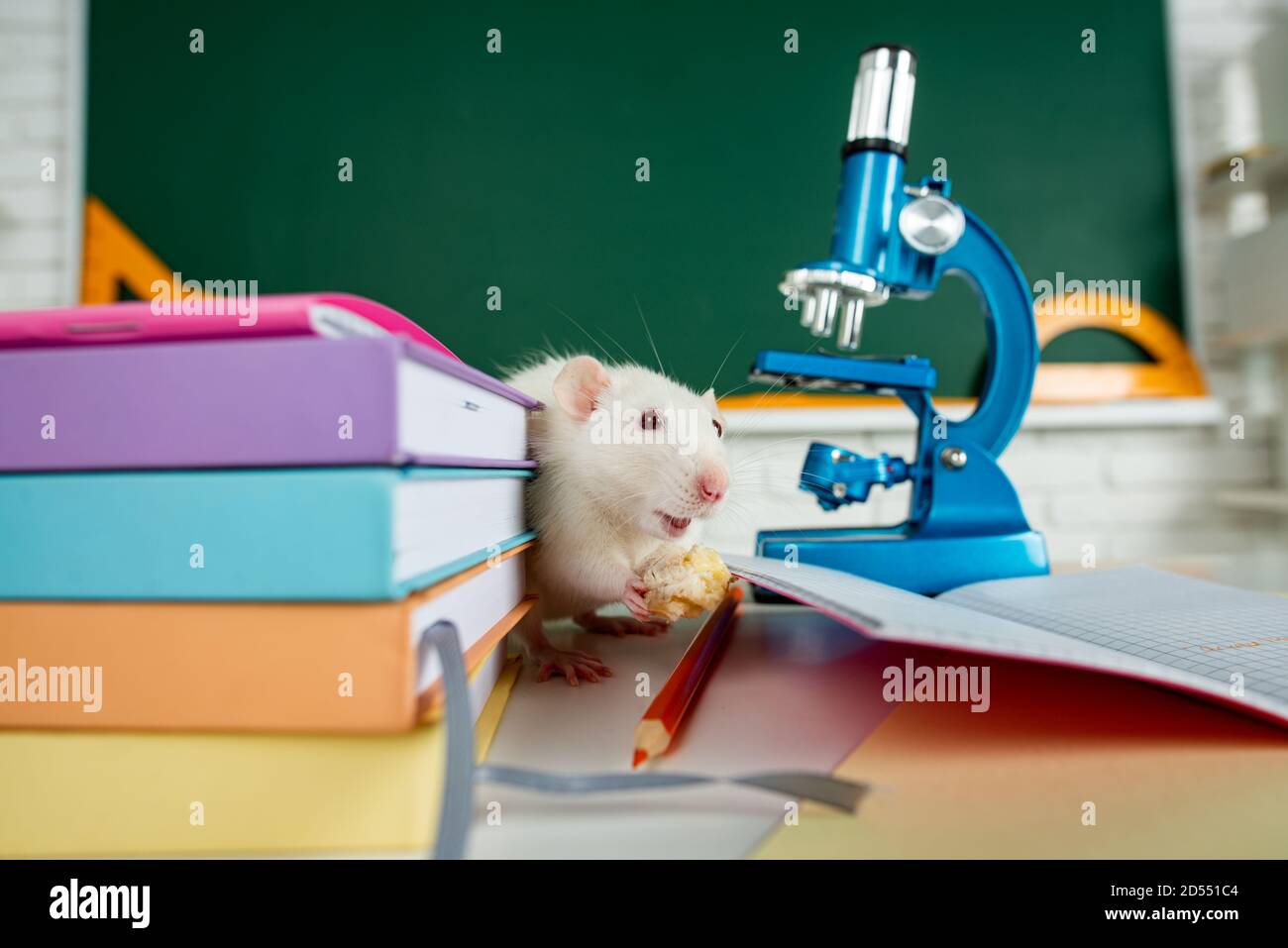 White rat sitting on microscope. Concept - testing of drugs, vaccines ...