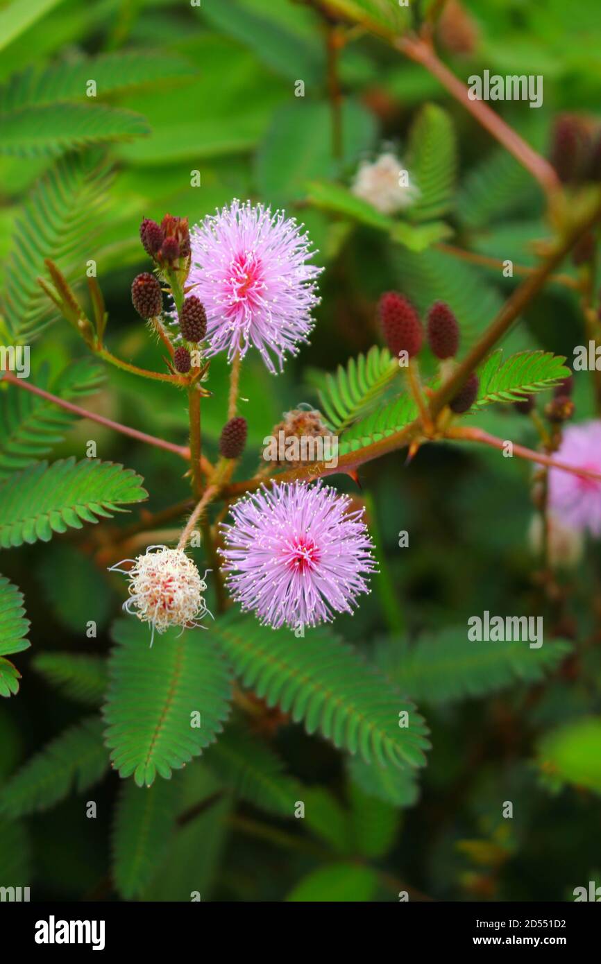 touch-me-not tree or sensitive plant Flowers,shem plants on blur ...