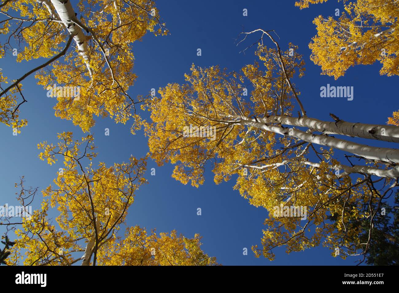 Fall Colors with Quaking Aspens Stock Photo - Alamy