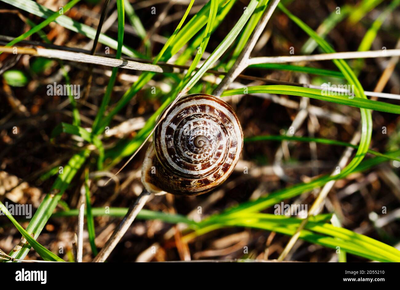 Snail coiled shell on grass Stock Photo - Alamy