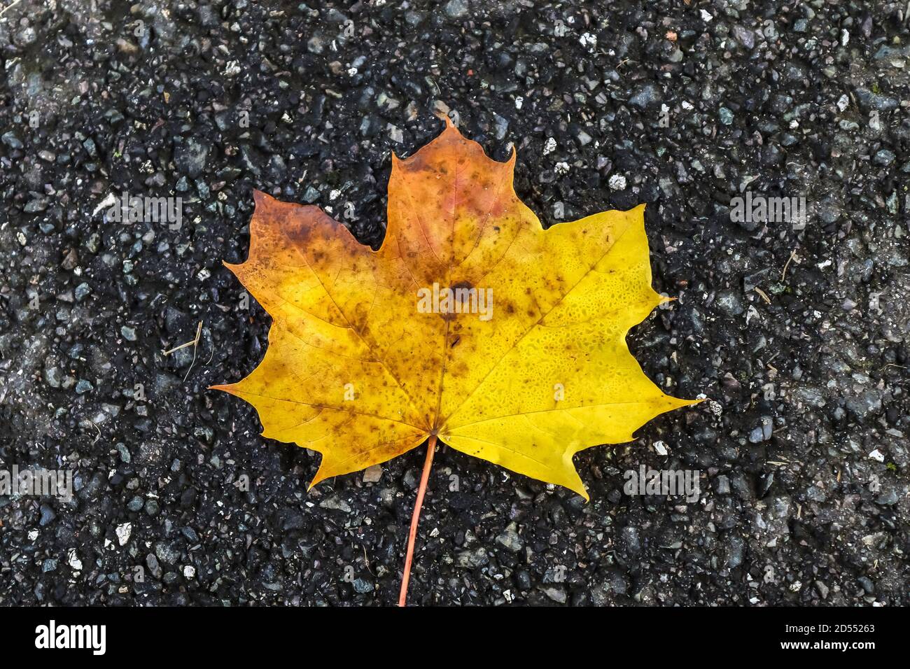 Beautiful top view shot of maple leaf Stock Photo - Alamy
