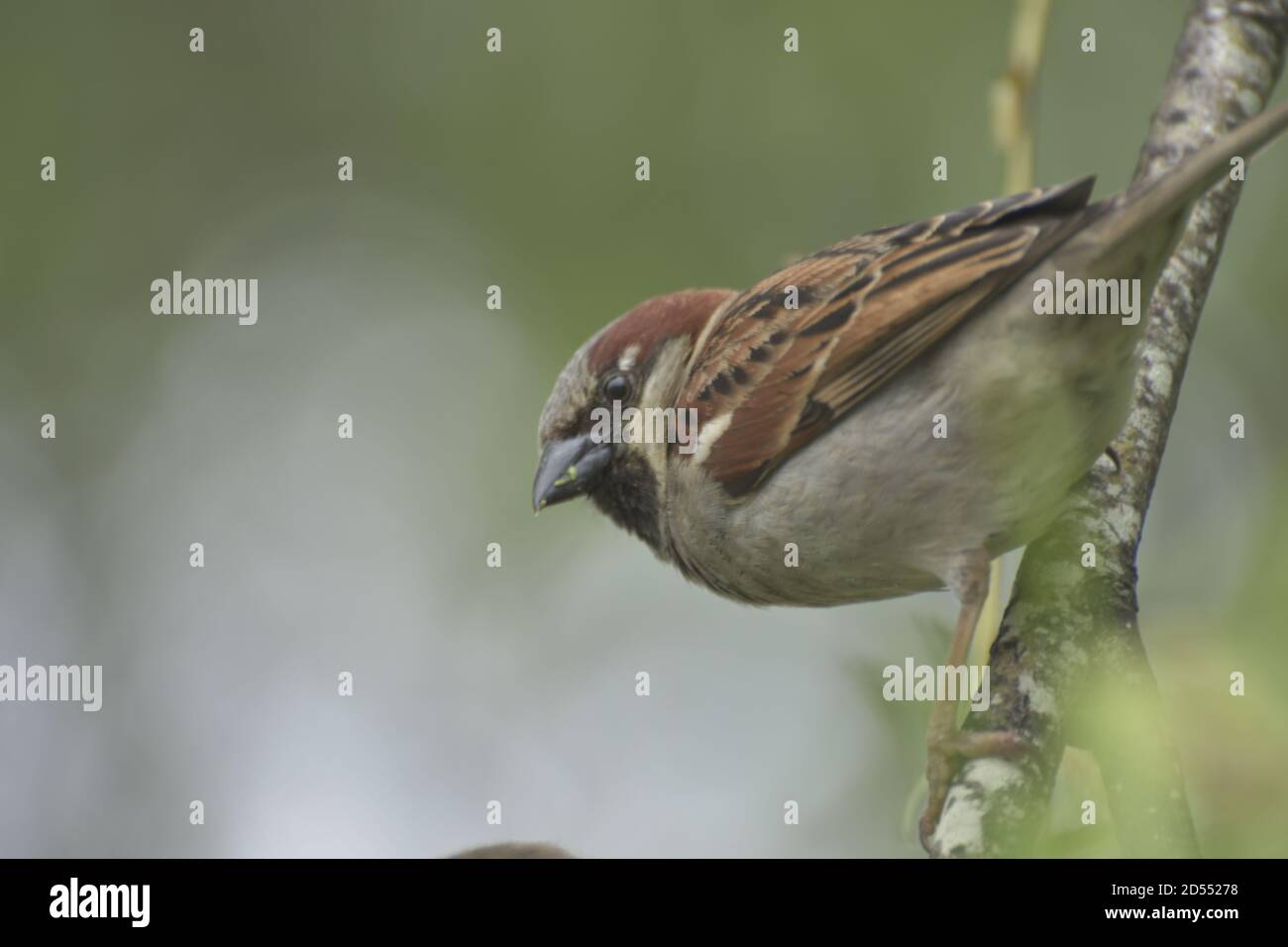 Bird life in the park Stock Photo - Alamy